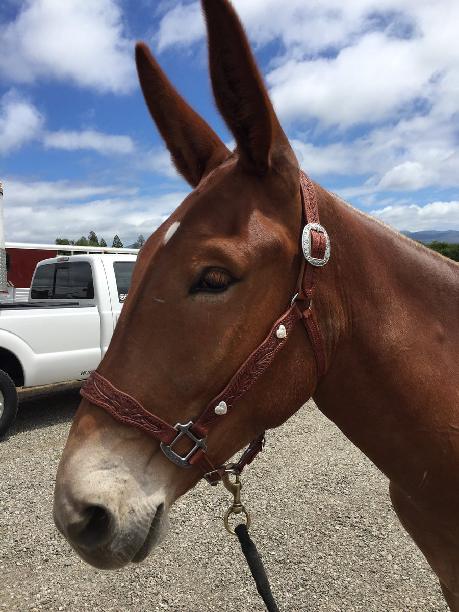 Learning How to Properly Fit Large Horse & Mule Tack – Buckaroo Leather ...