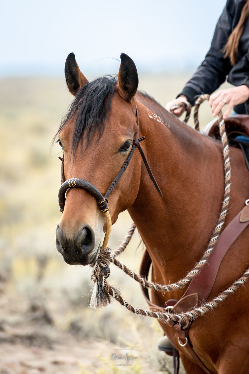 Heavy Harness Leather Roper Breast Collar – Buckaroo Leather Products