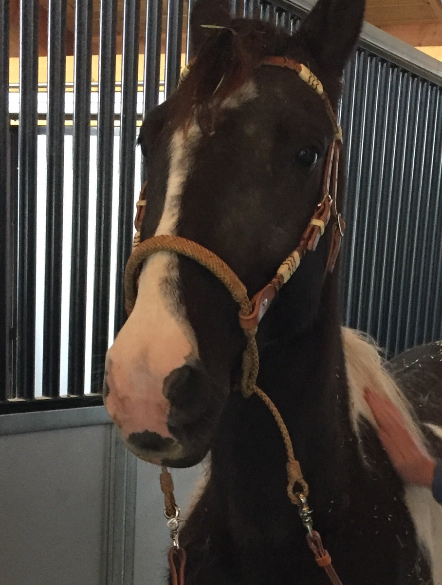 Indian Hackamore – Buckaroo Leather Products